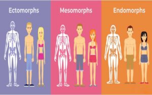 Human Anatomy Tips for Artists - The Elements of Form